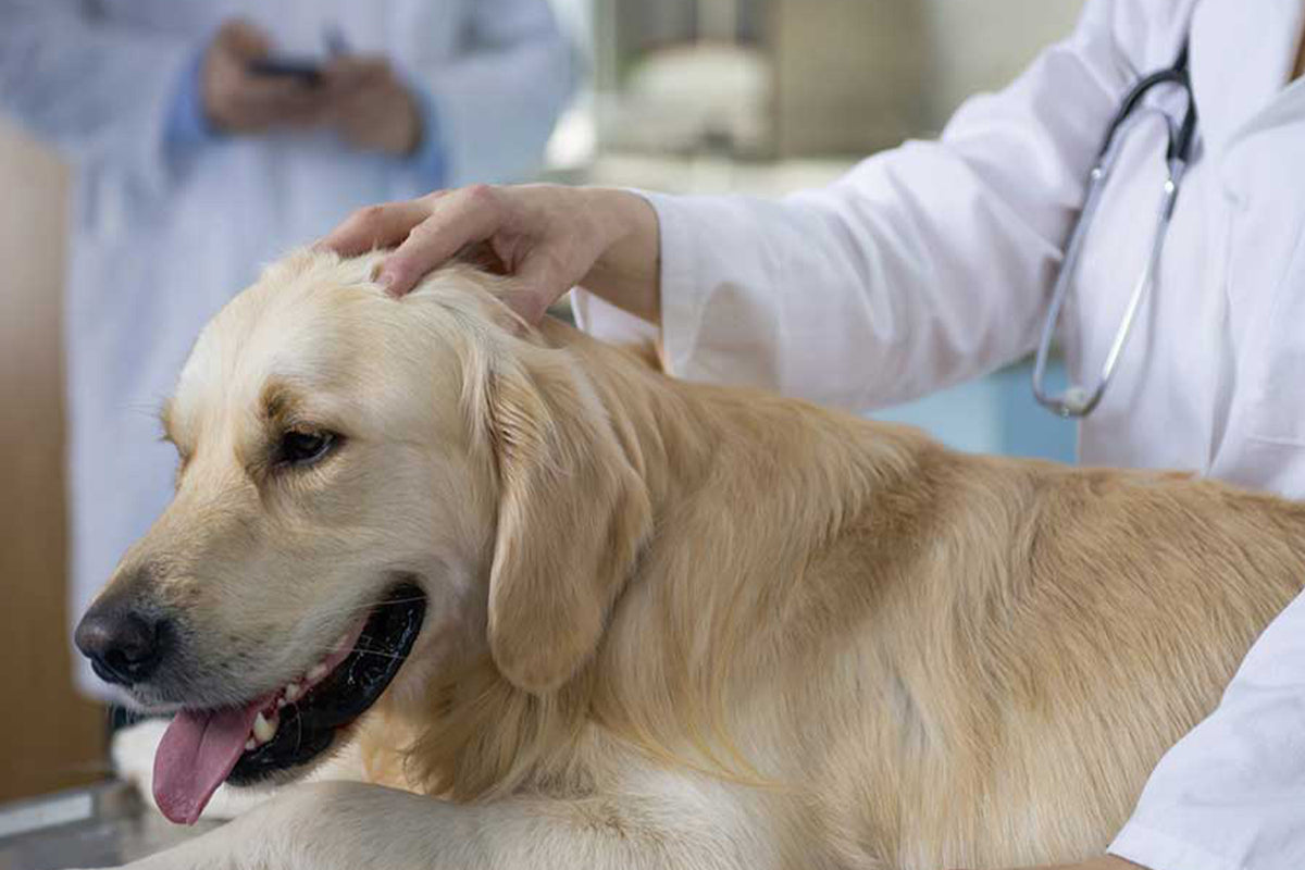 First Aid for Pet Emergency - Seizures